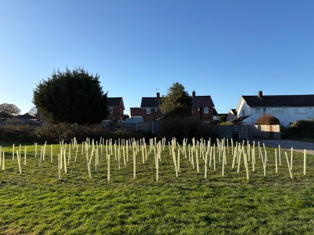 Fairfax Staff and Students Community Tree Planting – FMAT